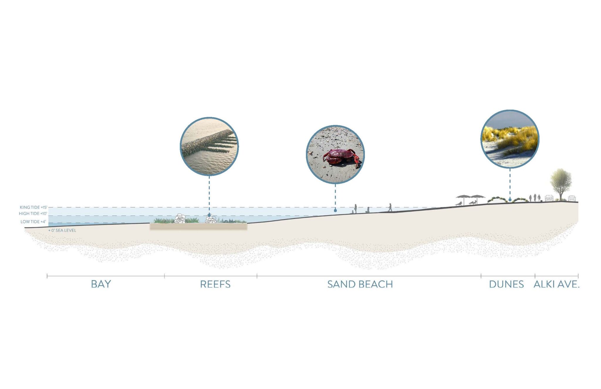 Alki Beach Cross section - Landscape Architecture